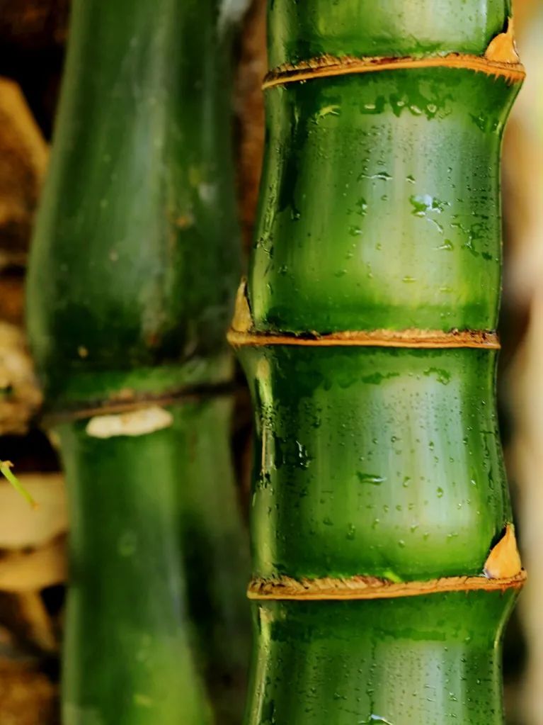 This "fat bamboo" is really peculiar. It has the character and ...