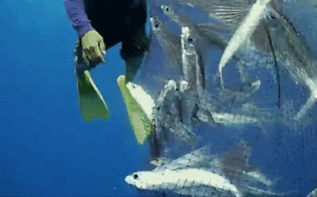 The tragic flying fish: Even if you learn to fly and escape to the sky ...