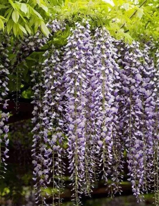 These 5 climbing plants are beautiful and easy to grow, and they are ...