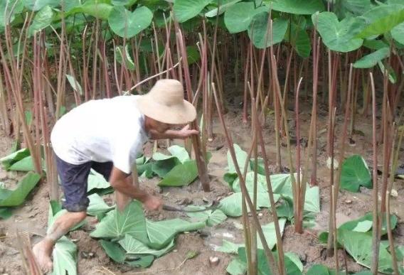 Taro Stem: It is numb and astringent and is often thrown away, but it ...