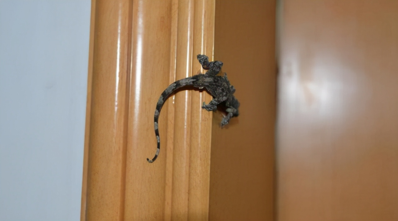 Why is the harmless gecko among the "five poisons"?It turns out that it ...