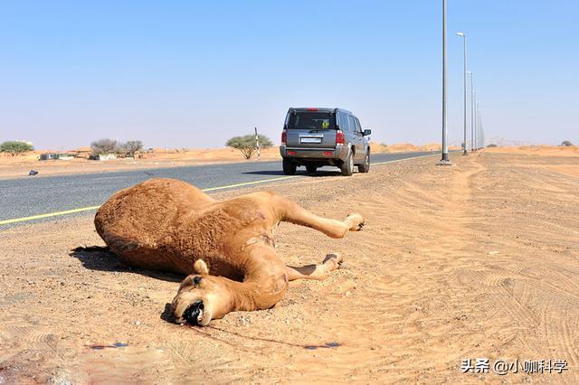 Alashan car accident: The owner of the camel who was hit said that the ...