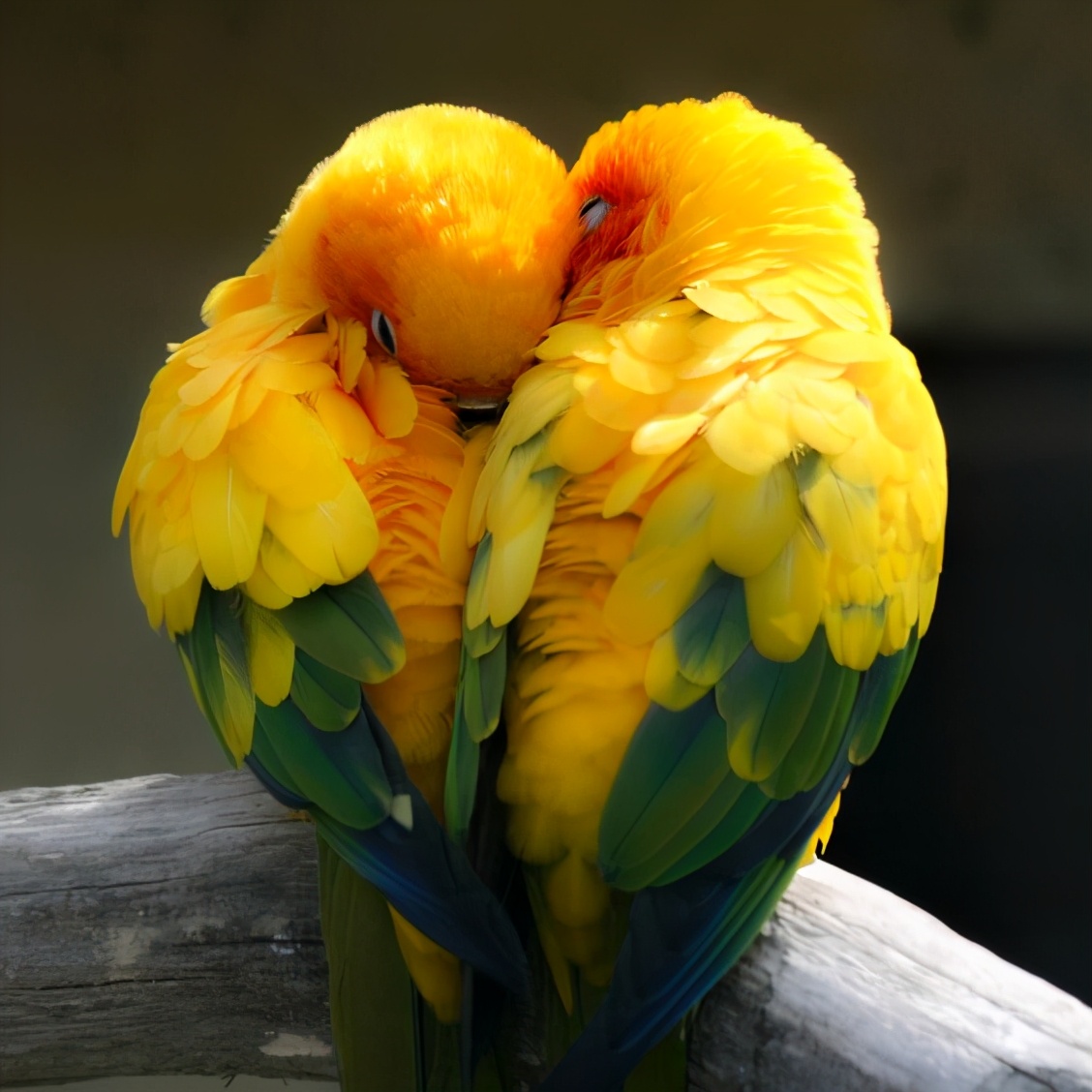 How to distinguish between Sun Conure, Chenda Conure, and Yellow ...