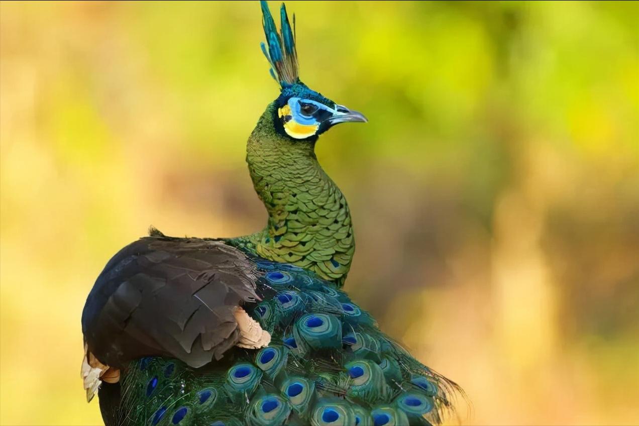 What is China's national bird?What is going on in the battle between ...