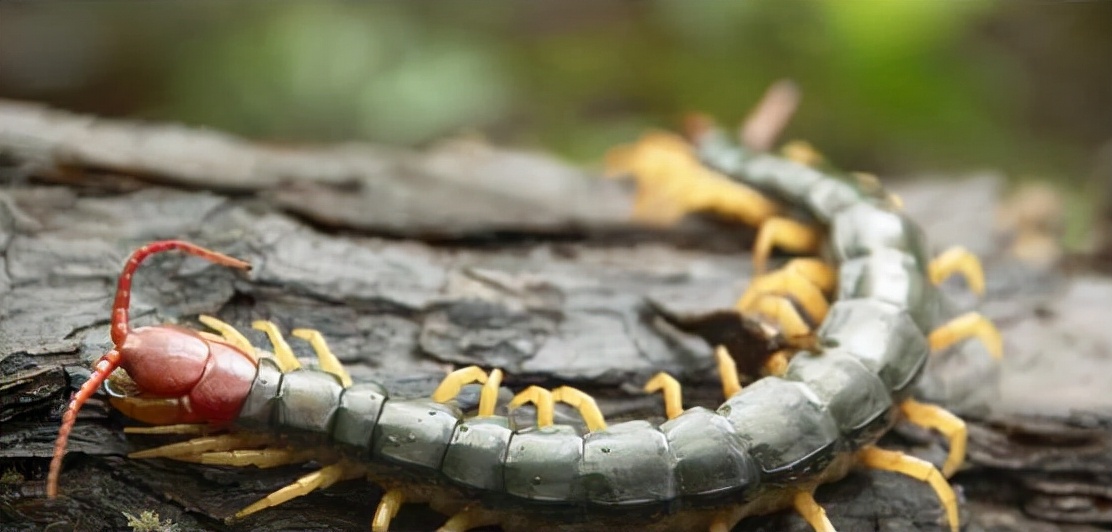Have you ever seen a centipede that eats birds? - iNEWS
