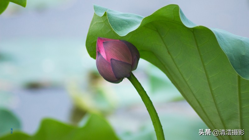 Lixia little lotus shows sharp corners - iNEWS