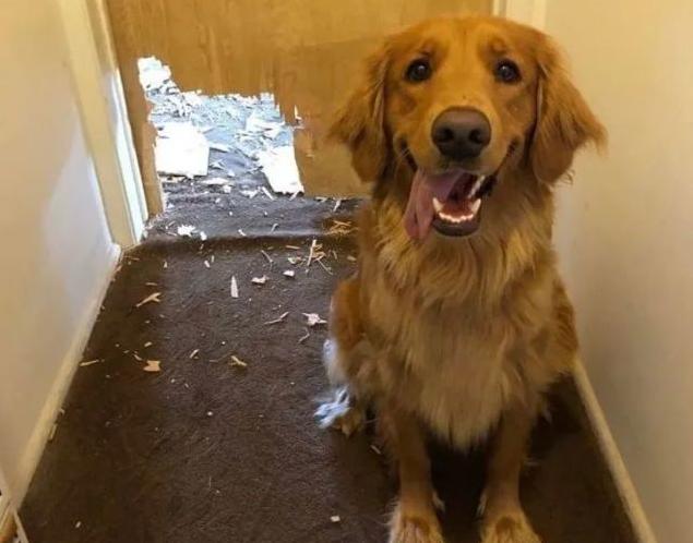 Those who dare to raise these famous "demolition dogs" are all warriors ...