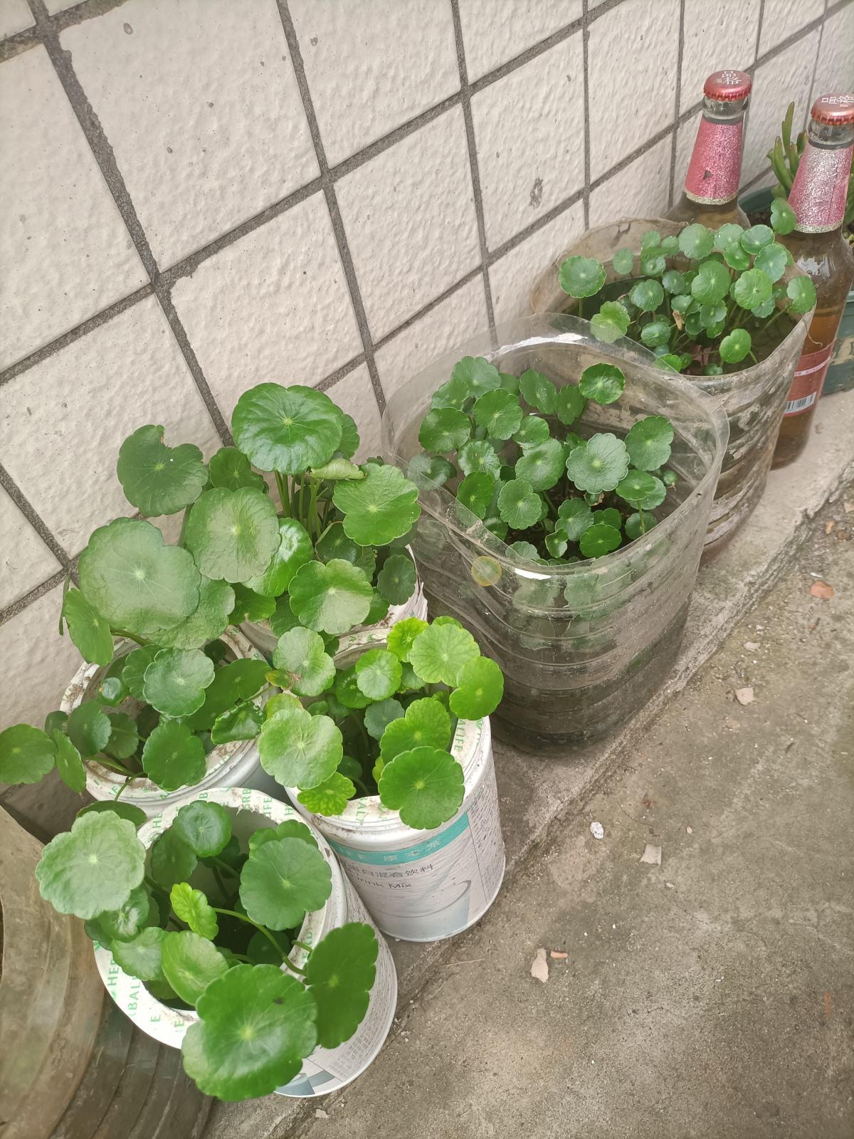 The most water-loving copper coin grass, which is better to grow ...