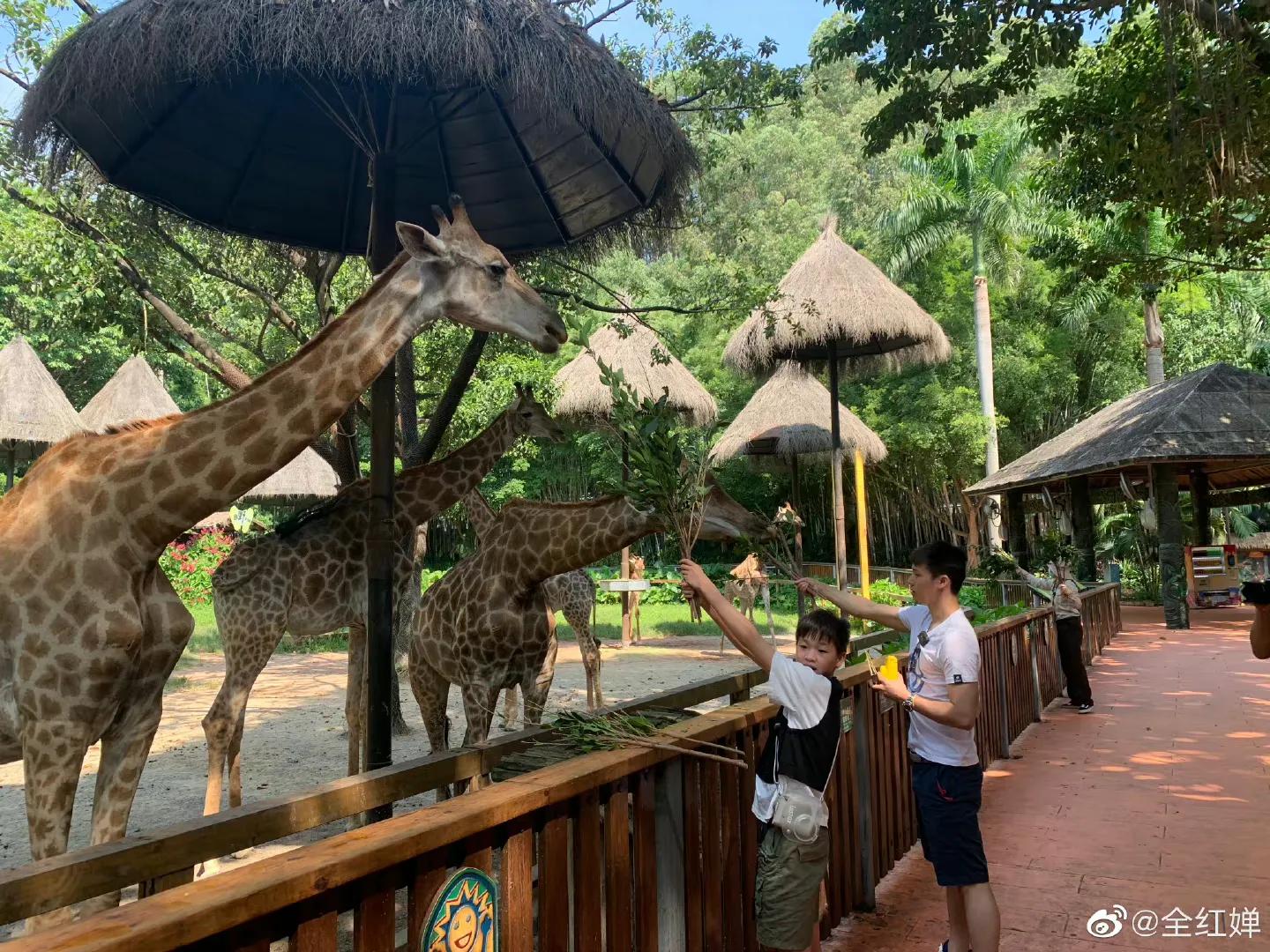 Quan Hongchan played the amusement park and rode the roller coaster 6 ...