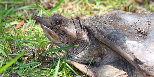 "Super giant soft-shelled turtles" were discovered in the wild and ...
