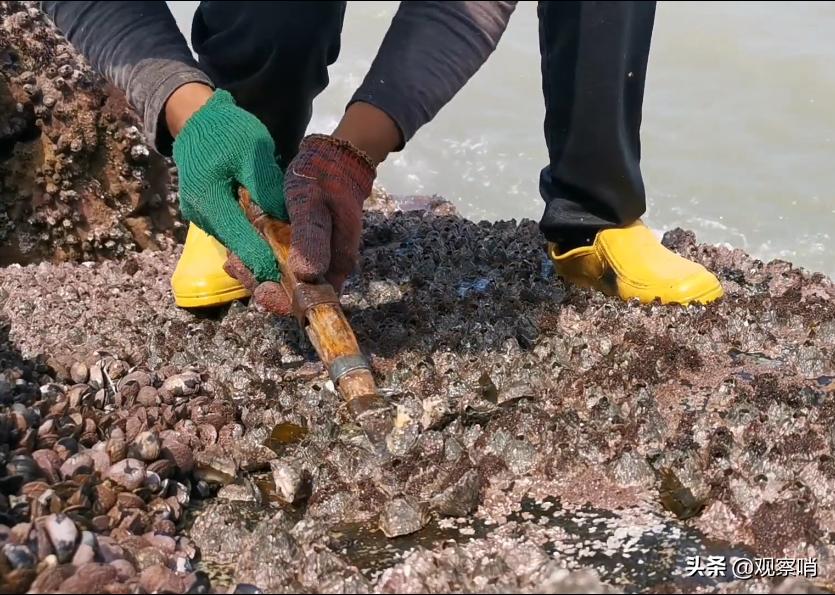The "natural enemy" of the US Navy, the "barnacle" that has spent ...