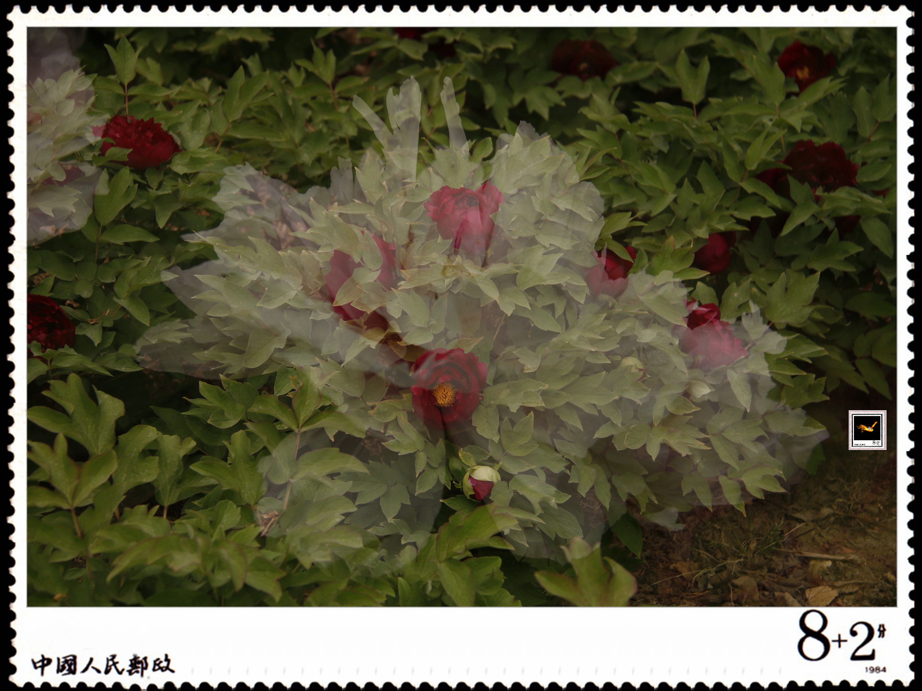 Prose Poem ︱ Peony (Original) - iNEWS