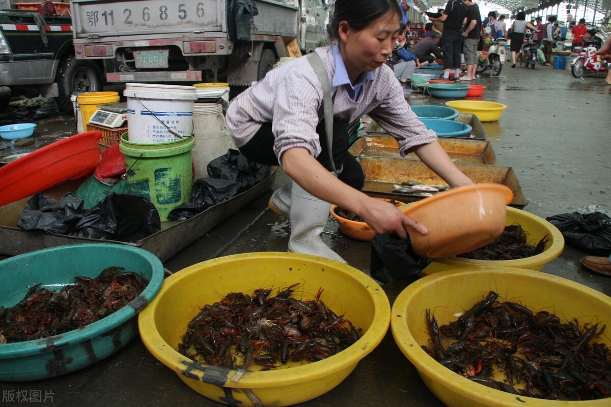 Crayfish have spread along the Yangtze River for 40 years and have ...