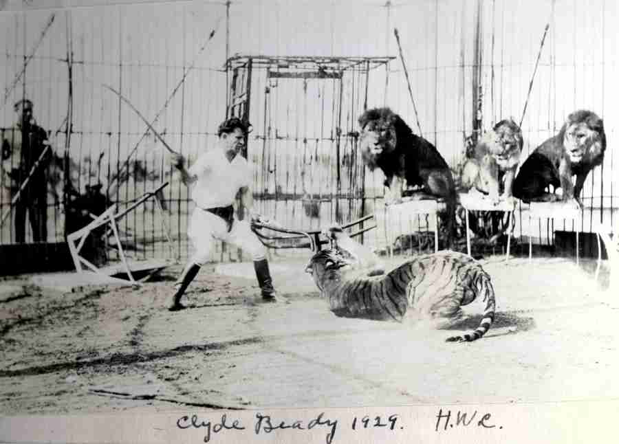 Inventory of 16 liger fights that have actually occurred in history ...