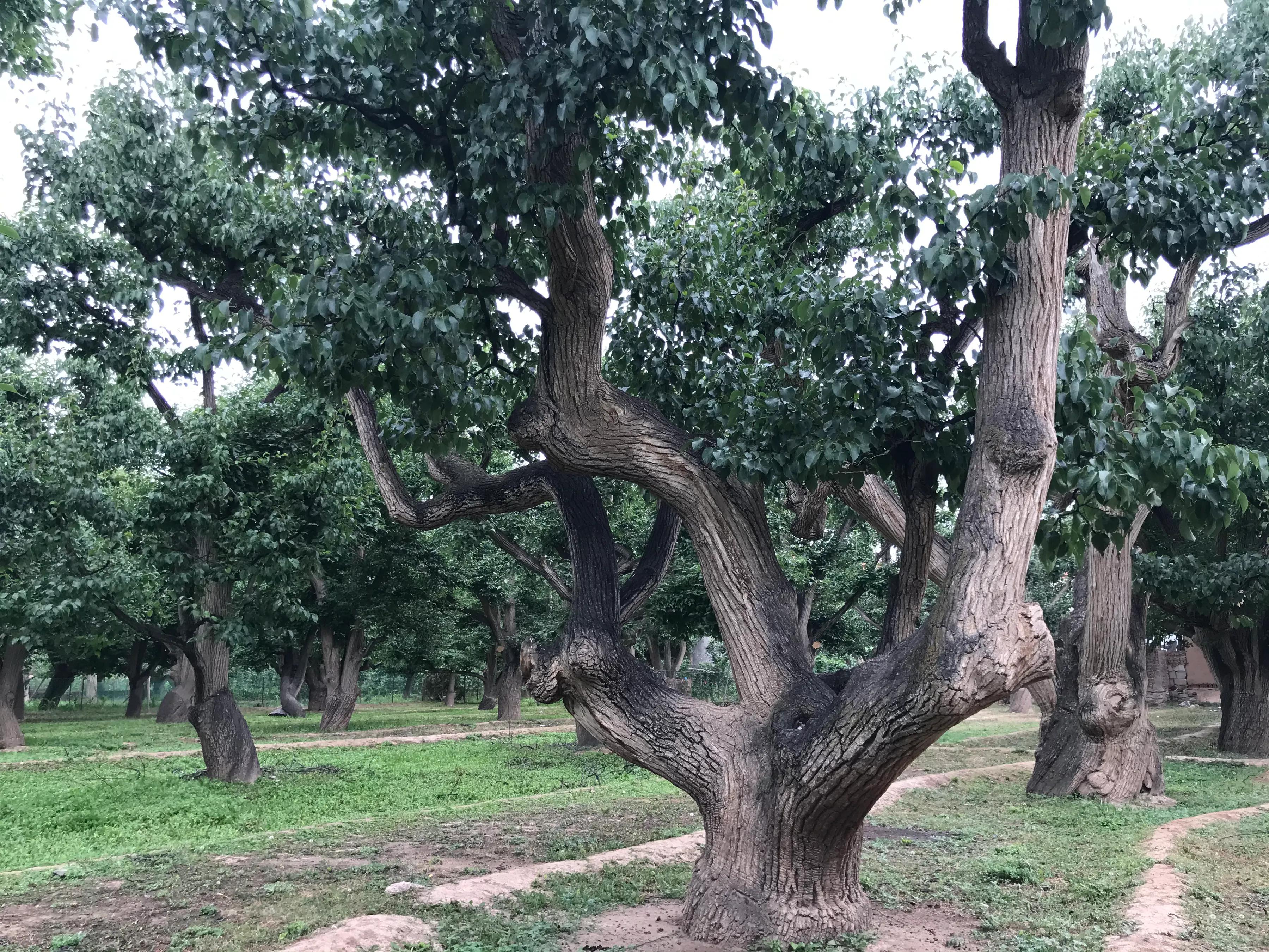 China's first ancient pear garden in Shichuan, Lanzhou - iNEWS