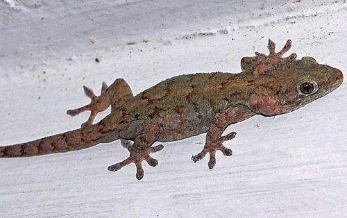 Why is the gecko called the "gecko"? Is his urine really toxic? Listen ...