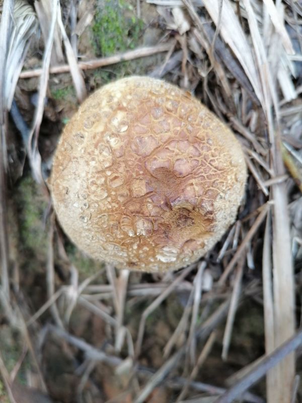 Are the balls shot on the surface of Mars mushrooms? - iNEWS