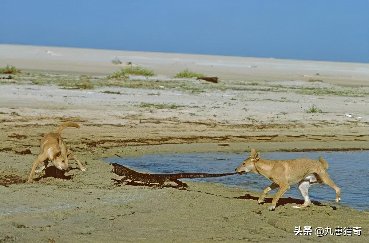 34 creepy photos of creatures: dingo tears sharks, parasites crawl on ...