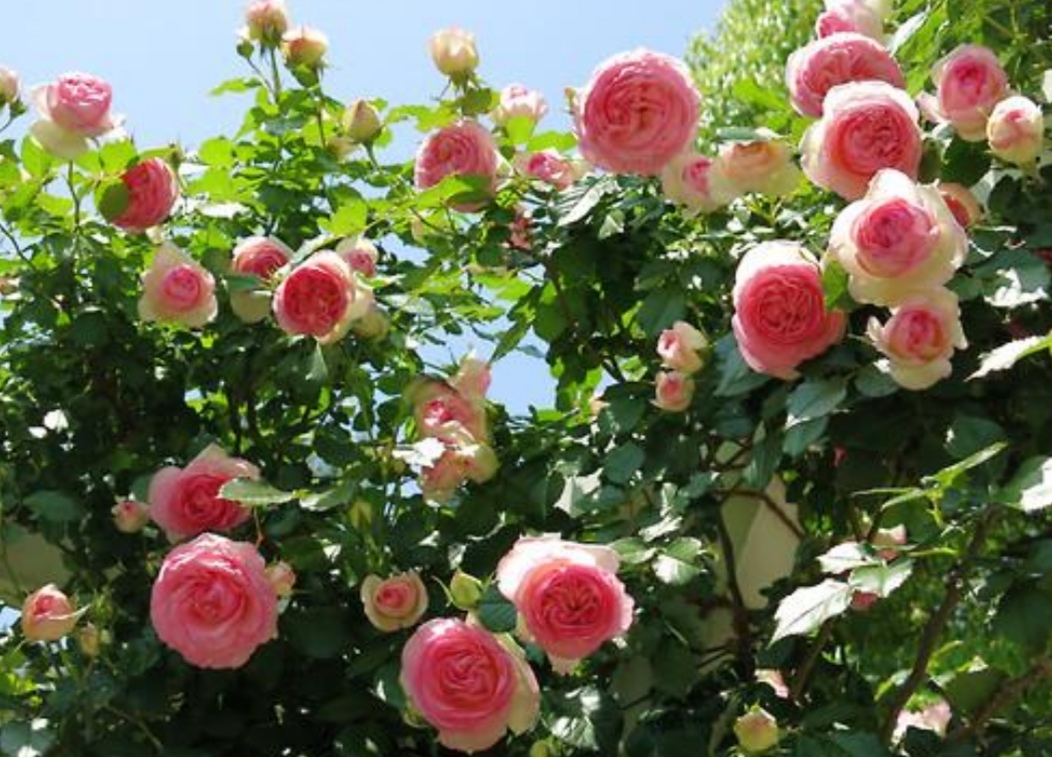10 beautiful Fujimoto roses, each with different beauty, which one do ...