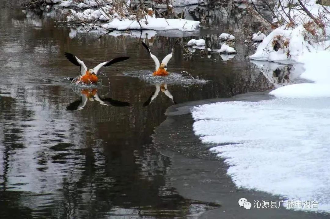 Qinyuan, a poetic habitat - iNEWS