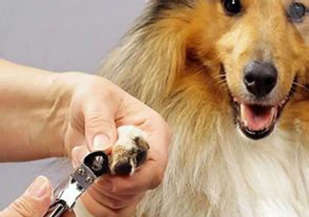 In the rainy season, dog interdigital inflammation frequently occurs ...