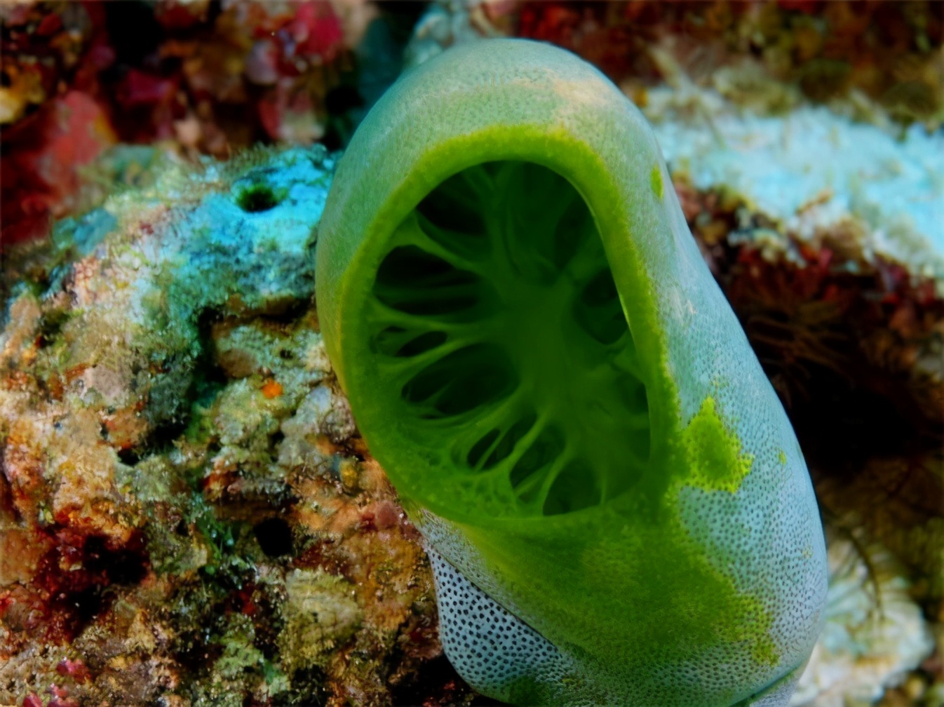 How cruel can sea squirts to survive?Eat your own brain and turn from ...