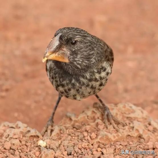 Vampires among birds live by sucking the blood of other animals! How ...