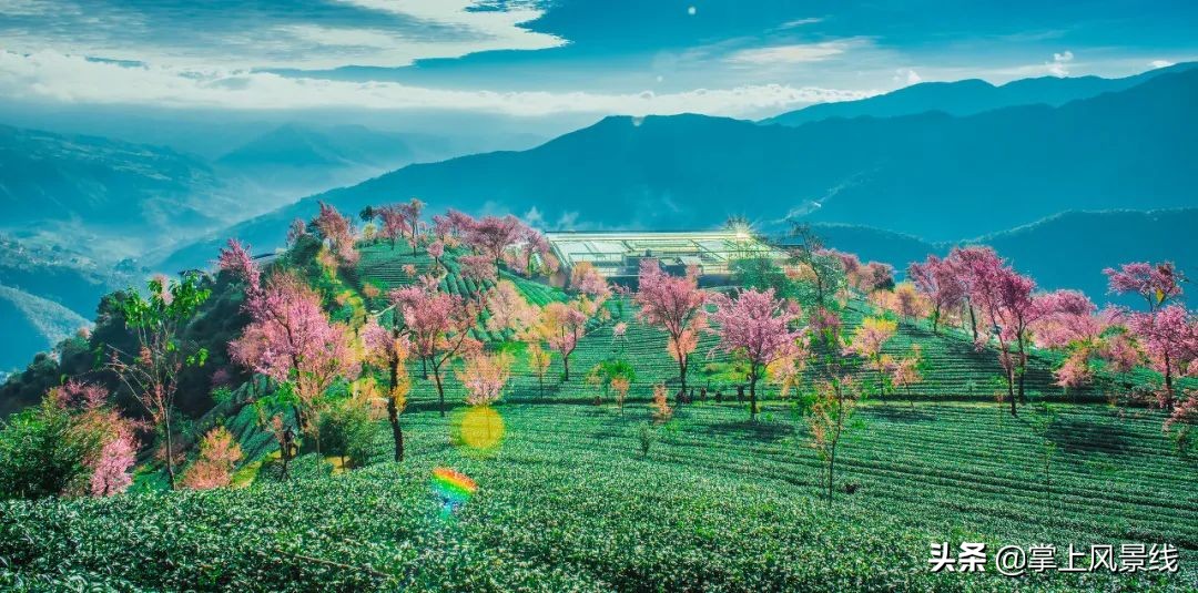 Absolutely! Flower viewing in Yunnan in winter - iNEWS