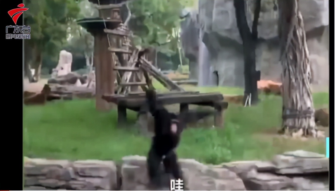 Tourists throw food at chimpanzees, and chimpanzees also throw things ...