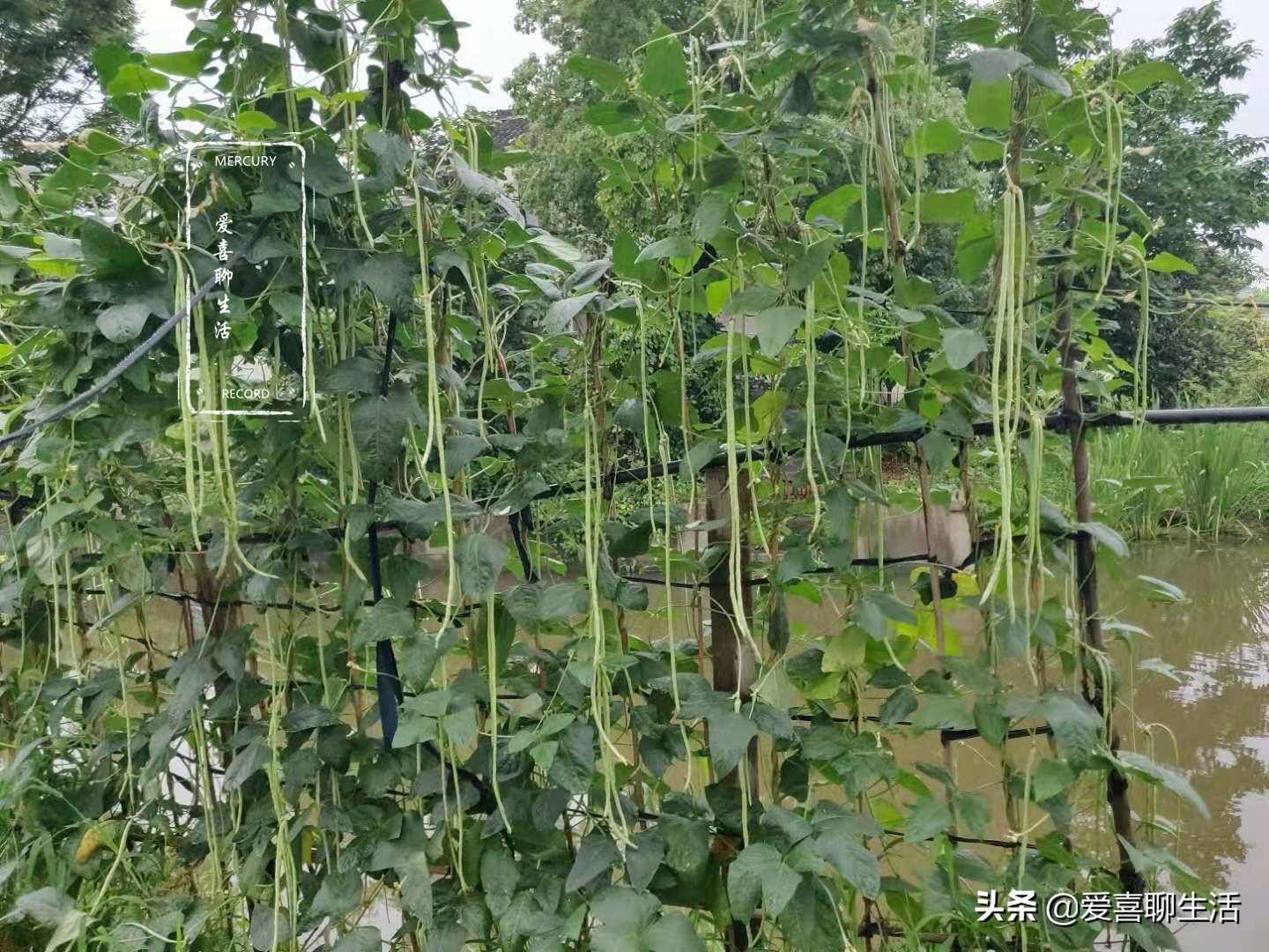 Stir-fry the cowpea directly or blanch it again?It's not right, it's ...