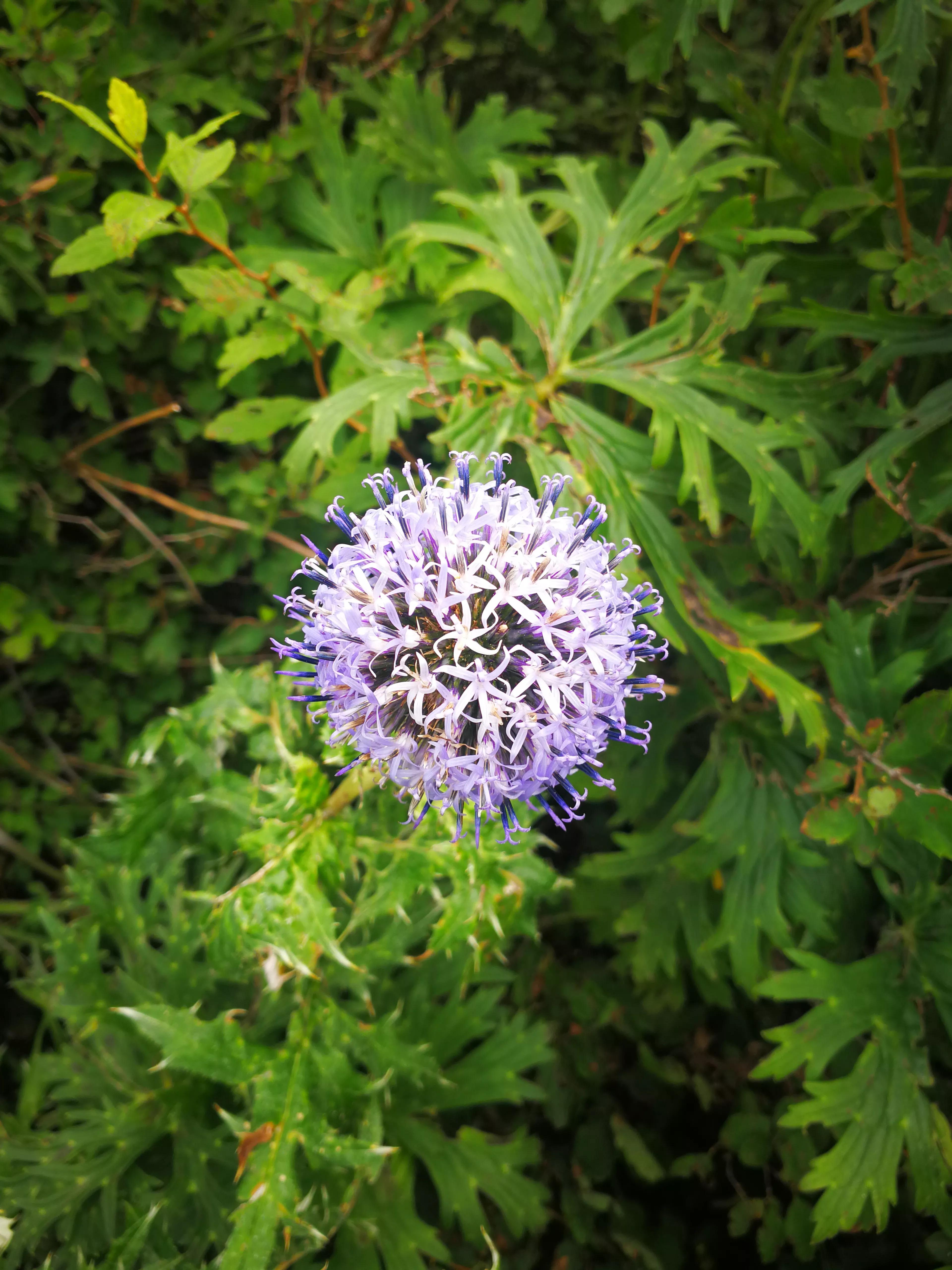 Baiyun Piao Baihua Meadow Potpourri on Baihua Mountain - iNEWS