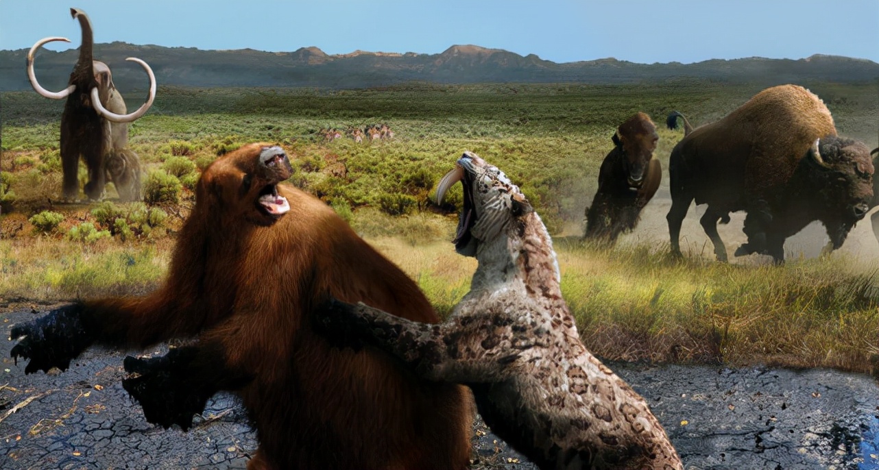 Why did the powerful saber-toothed tiger become extinct, while the ...