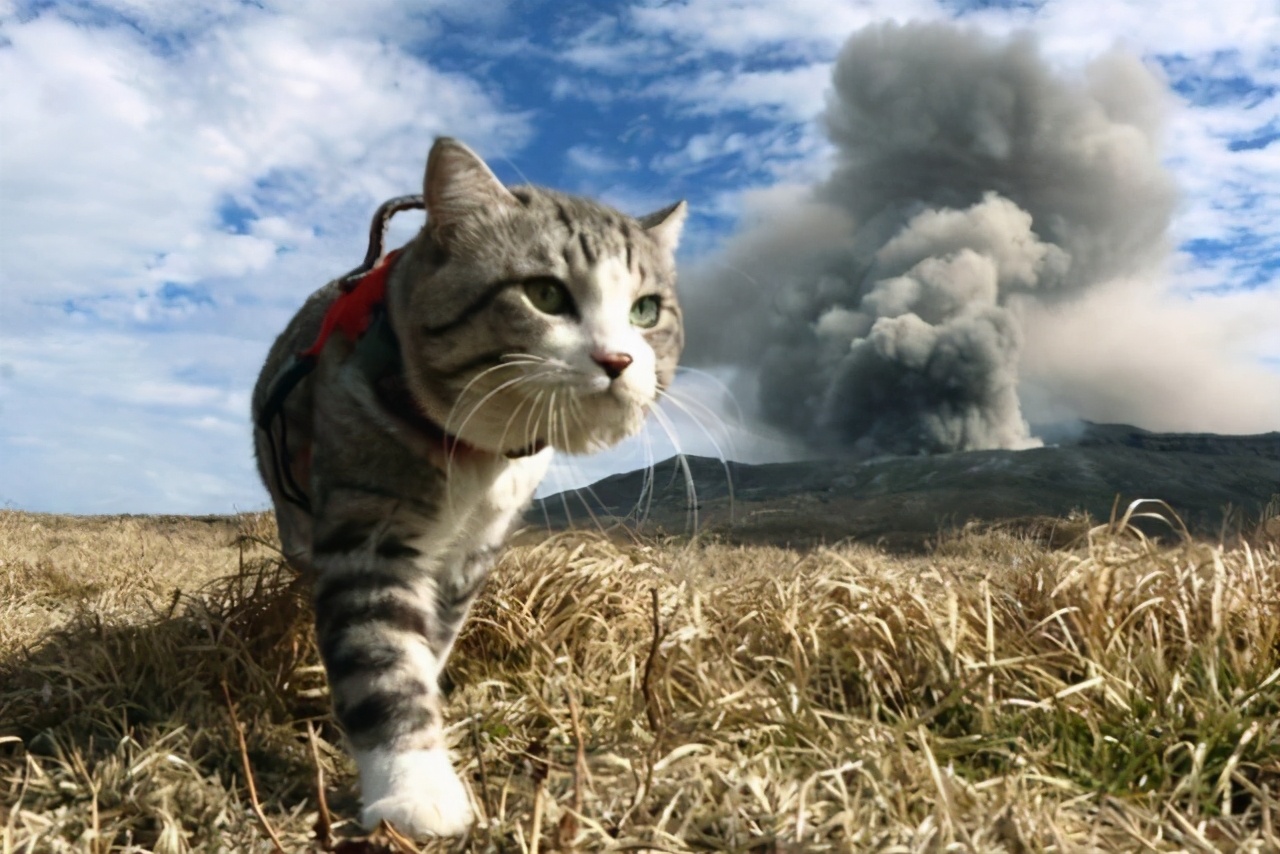 Advice: These performances of a cat indicate a high IQ. Don't ...