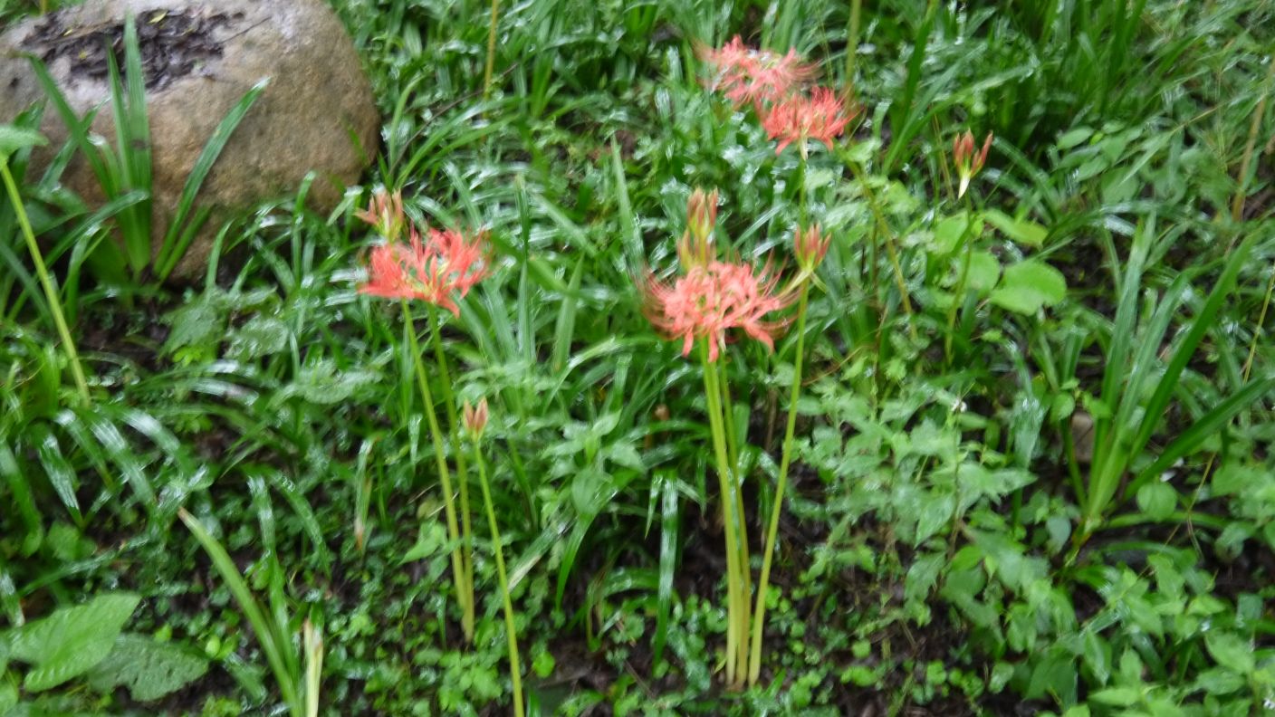 Higan Flower, have you seen it? - iNEWS