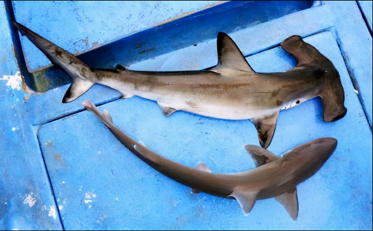Japan again?Sharks can make sashimi, the urea smell is bursting, and ...