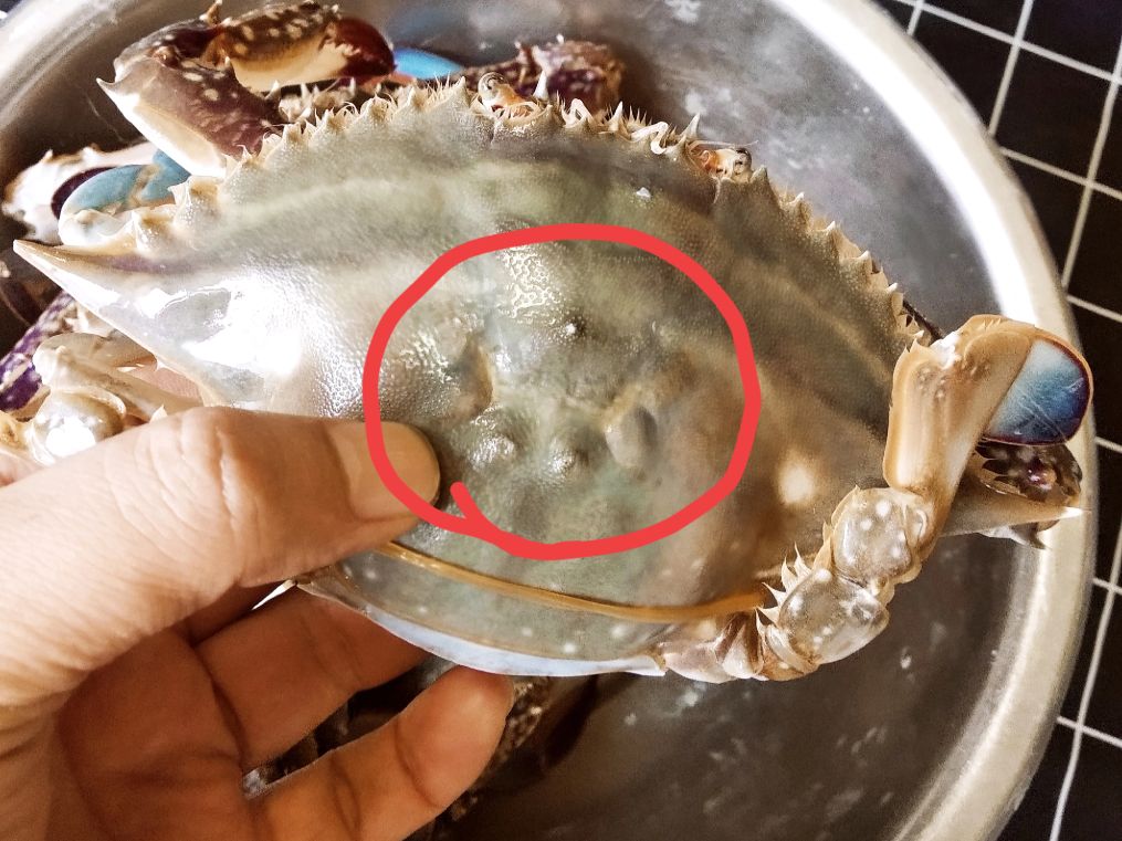 What is the difference between flying crab and swimming crab?Why do ...