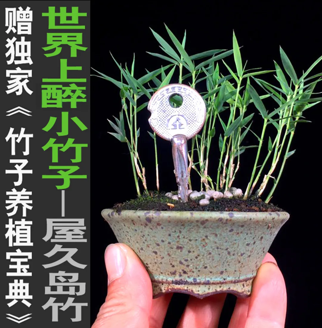 How can we grow small potted bamboos? - iNEWS