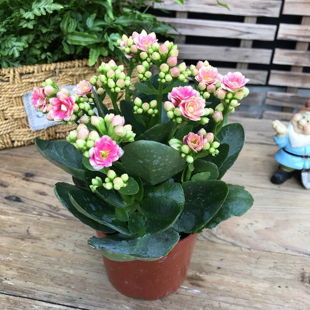 The longevity flower is slow to re-flower, the "three actions" abuse ...