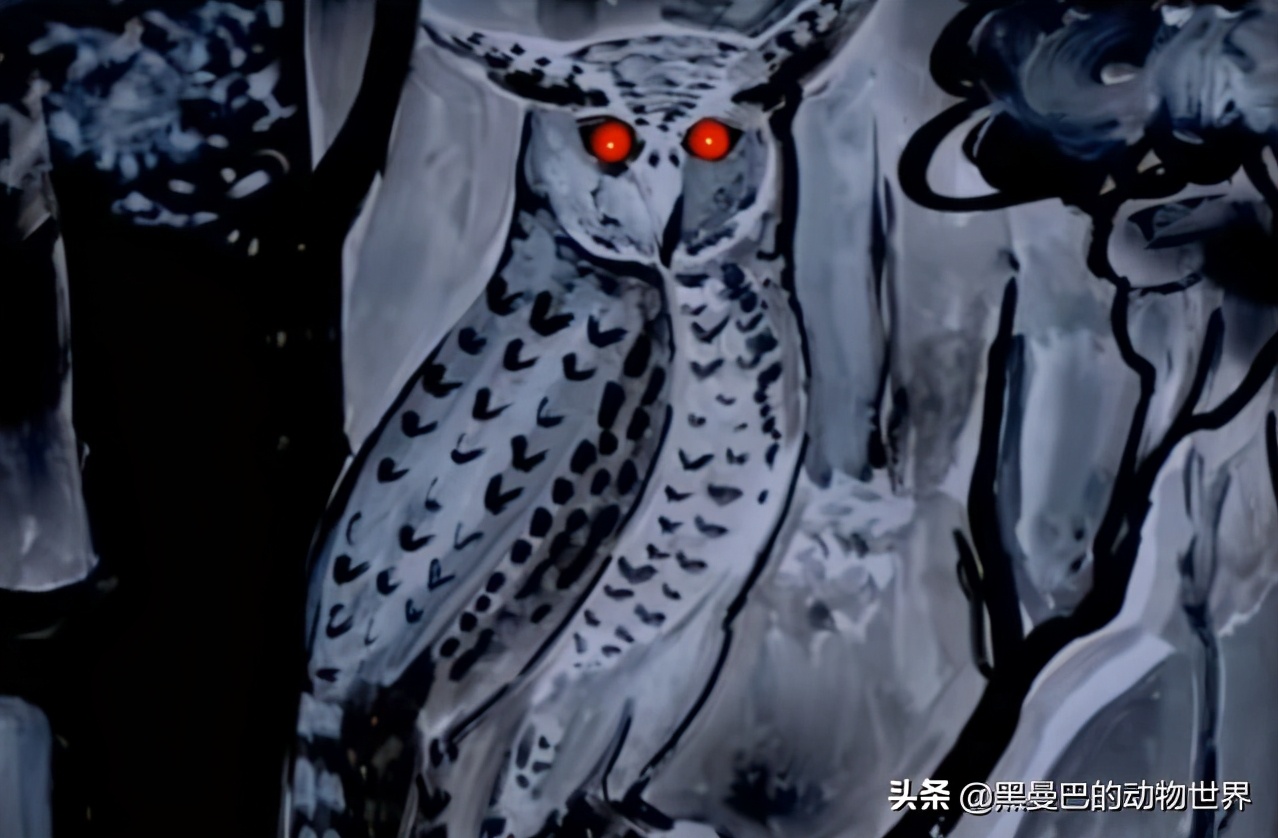 The ominous sign and the most terrifying owl from Sri Lanka-the devil ...