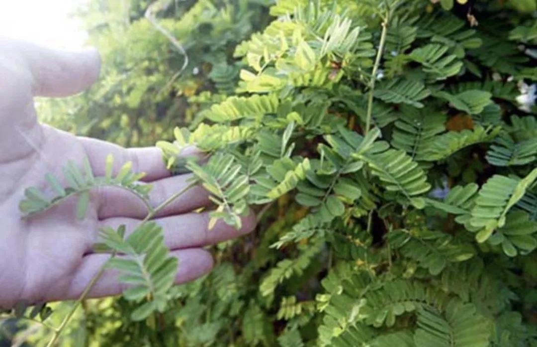 The chicken bone grass in the wasteland is a Chinese medicinal material ...