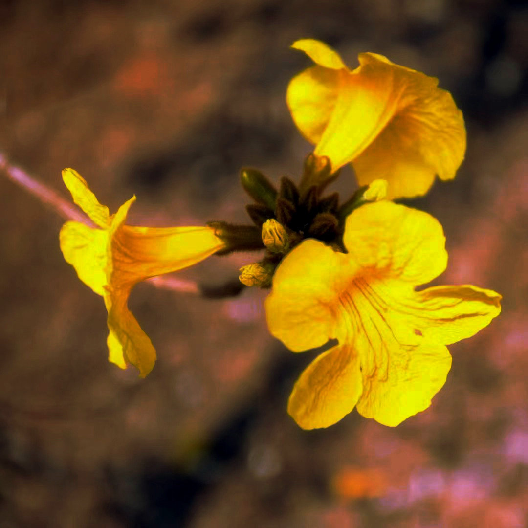 "Yellow Bellwood", also known as Yellow Bellwood, is the national ...