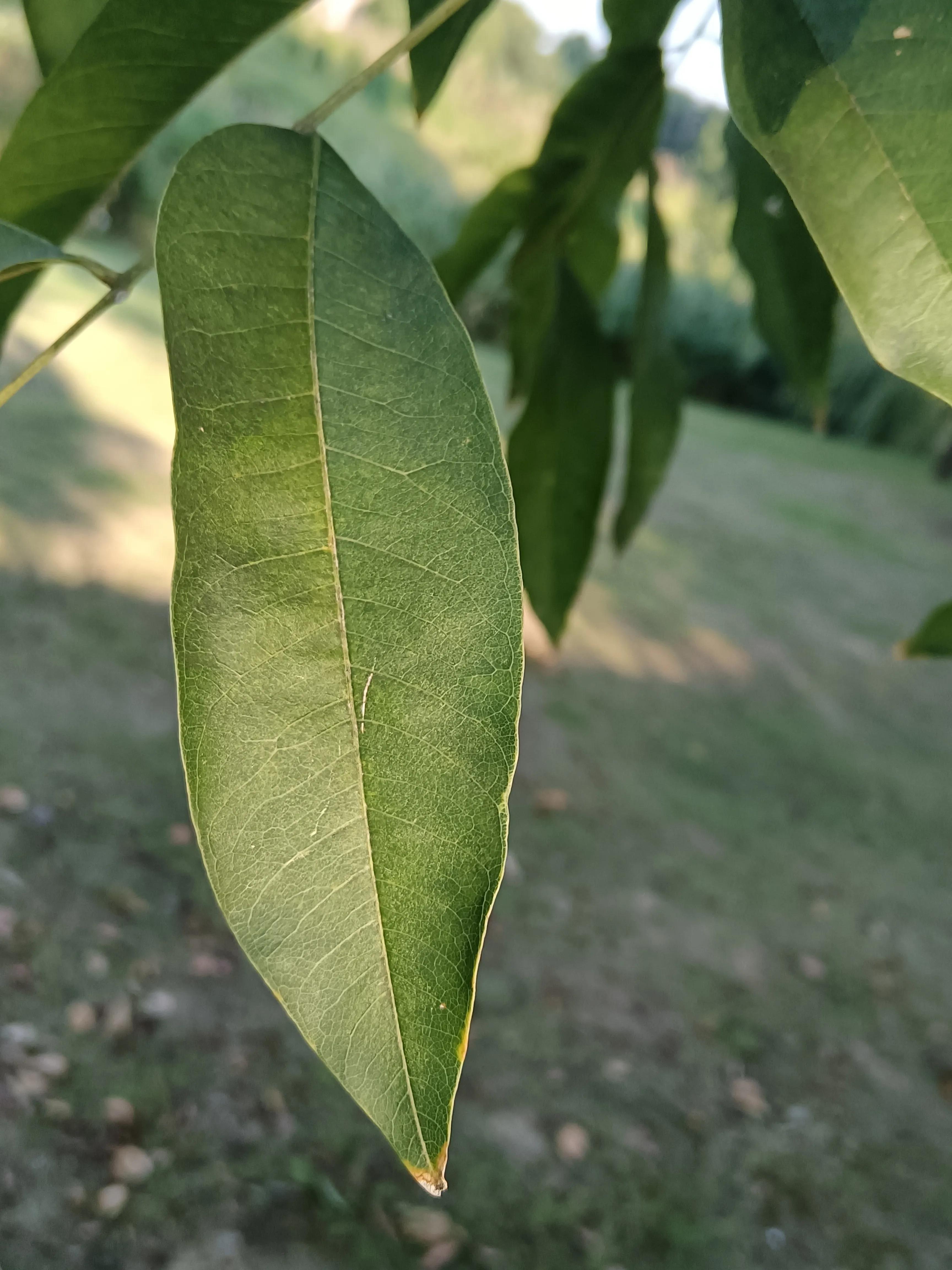 Naturally different (2) Sapindus tree - iNEWS