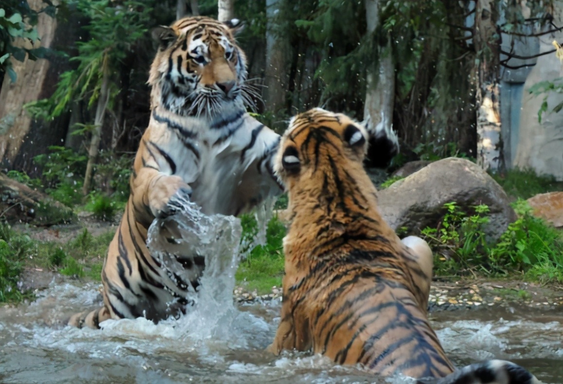 As the saying goes, "one pig, two bears and three tigers", why is the ...