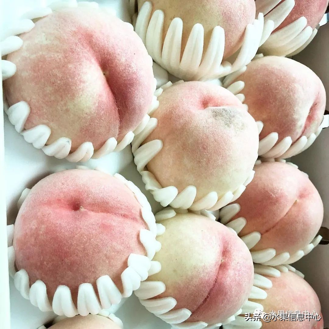 China's common peach origin varieties and time to market - iNEWS