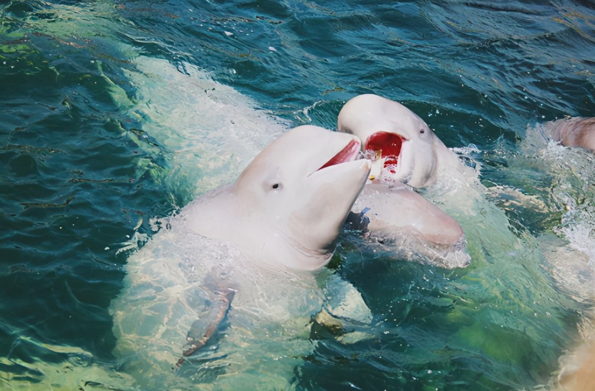 Kissing on the forehead, spitting, and engaging in sneak attacks, why ...