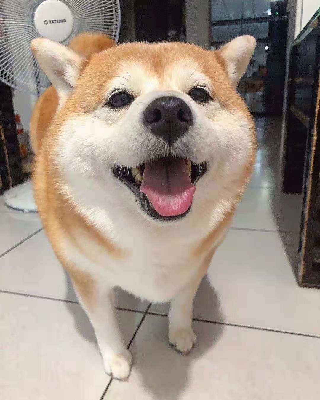 How is the Fat Shiba Inu raised?The origin of Shiba pig - iNEWS