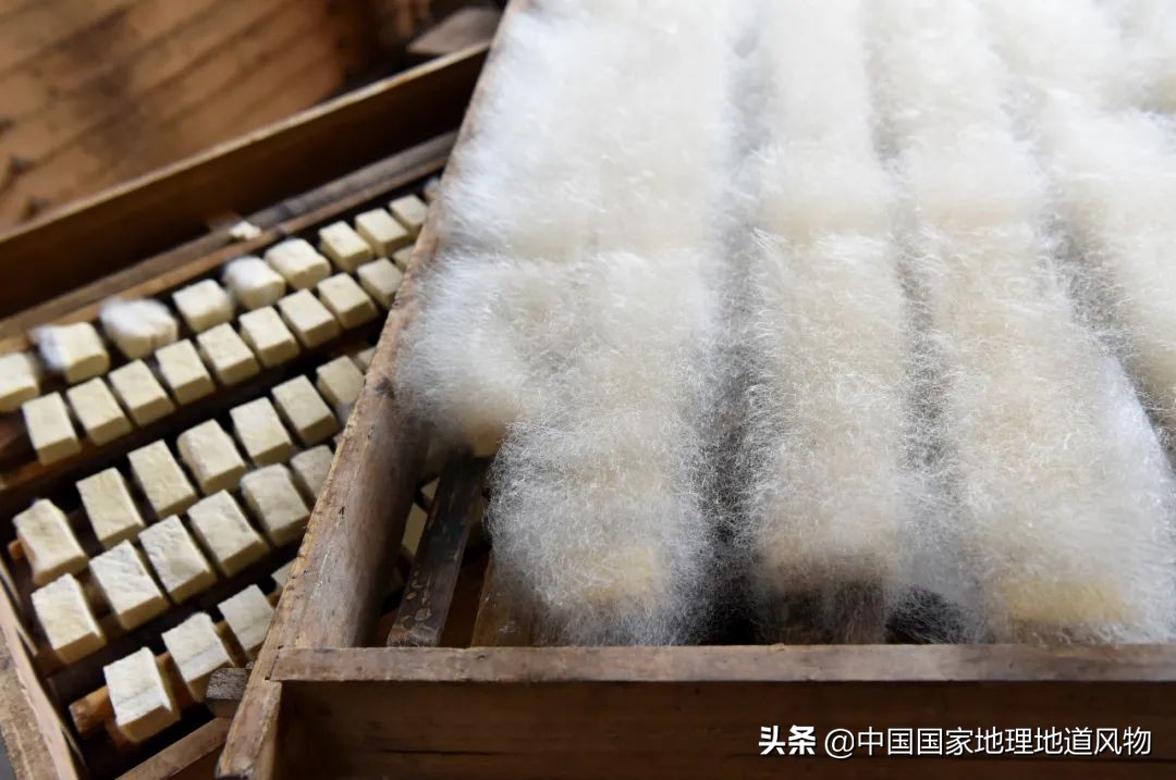 China's most weird tofu has more hair than social animals? - iNEWS