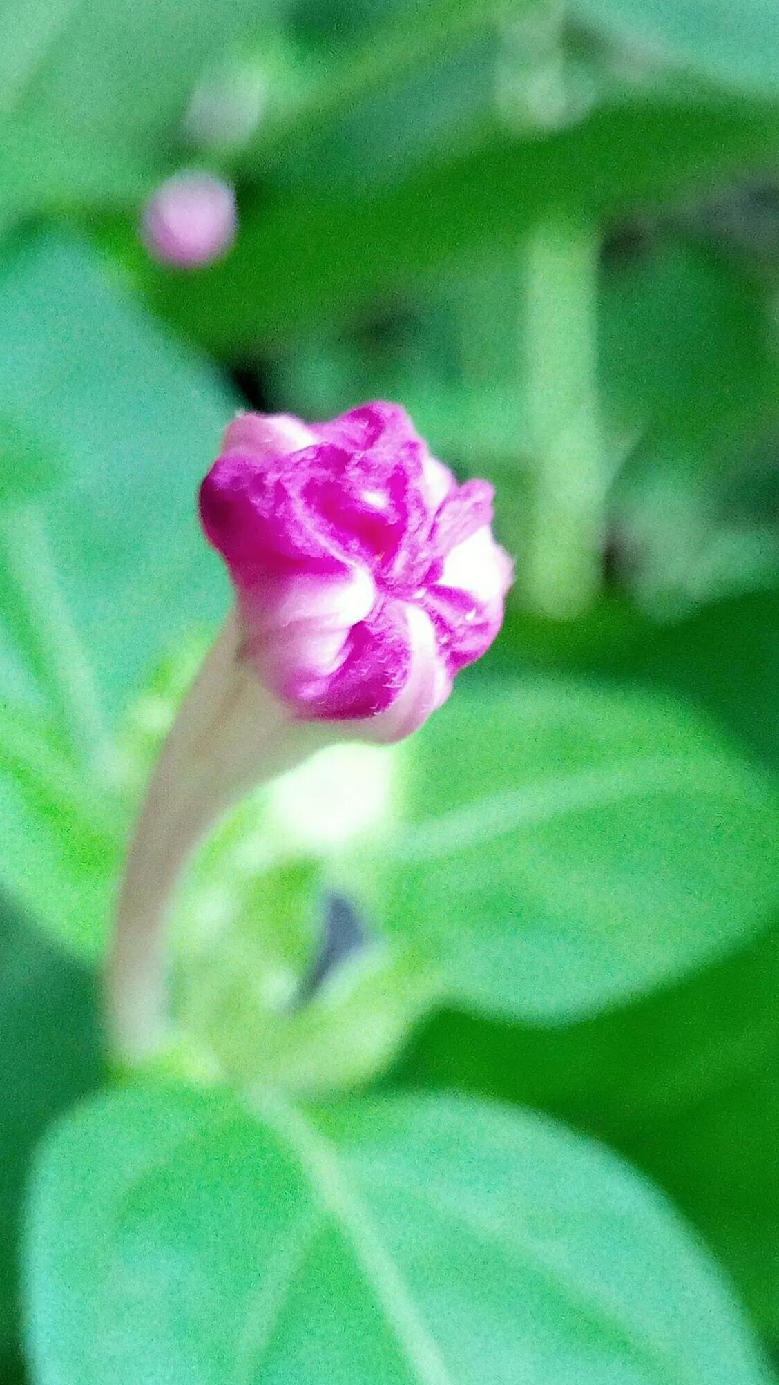 Purple jasmine - iNEWS
