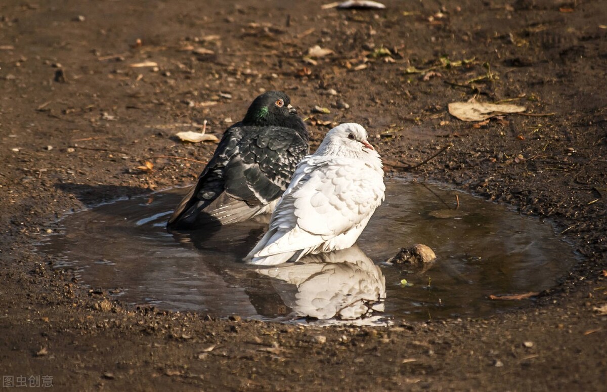 What kind of medicine do pigeons take for a single eye cold? - iNEWS