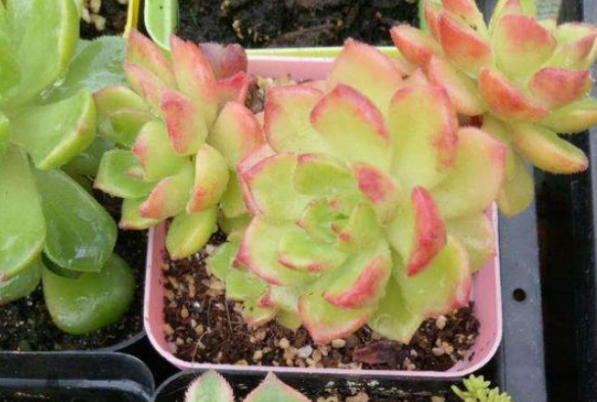 Succulent roots: Put some "them" on the bottom of the pot, the leaves ...